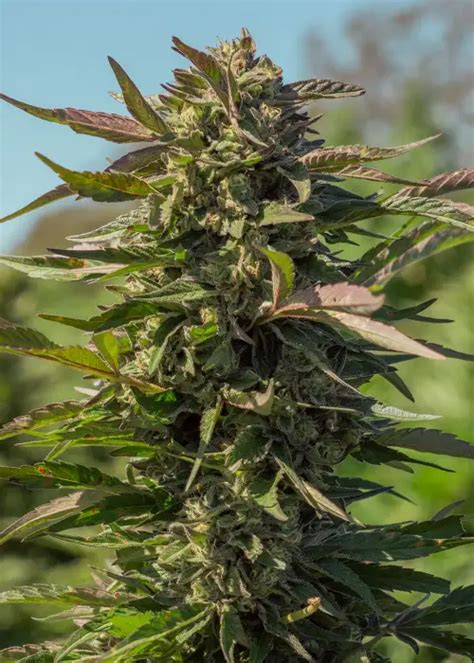 Snow Panda Seeds By Atlas Seed Growdiaries