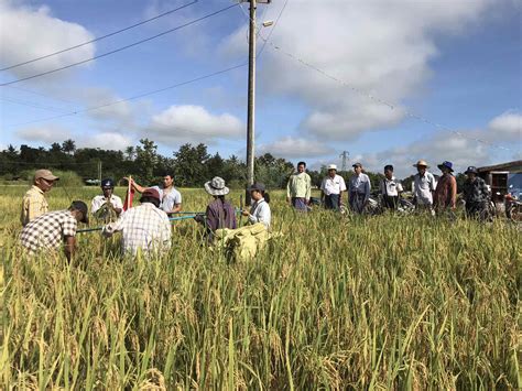 လက်ပံတန်းမြို့နယ်၌ မိုးစပါးစံကွက်ရိတ်သိမ်း Information And Public Relations Department