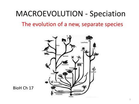 Ppt Macroevolution Speciation Powerpoint Presentation Free