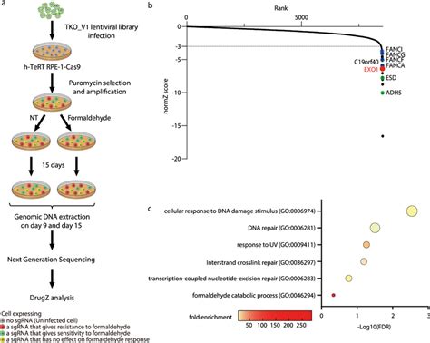 A Crispr Cas9 Screen To Identify Genes That Are Responding To