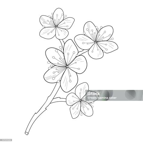 벚꽃 꽃과 분기 벡터 삽화 손 색칠하기 책이나 페이지 벚꽃 그림 벚꽃 그리기 연필에 대한 벡터 삽화를 그립니다 Sakura