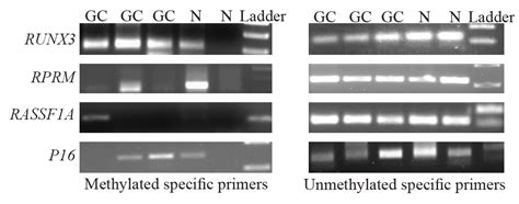 methylation analysis of p16 rassf1a rprm and runx3 in circulating
