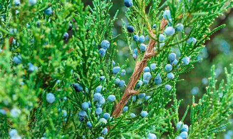 Arborvitae Vs Juniper What Are The Differences A Z Animals