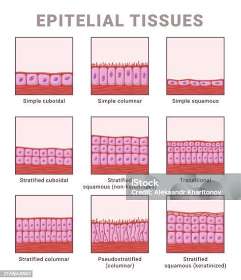 Ilustración De Tipos De Tejido Epitelial Nombres De Esquemas