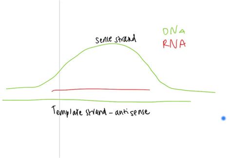 dna flashcards quizlet