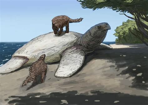 18 Extinct Turtles That Once Ruled The Earth And The Ocean The Turtle Hub 18 Extinct Turtles That Once Ruled The Earth And The Ocean The Turtle Hub