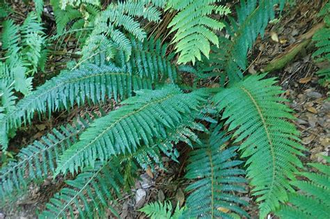 Polystichum Setiferum Complete Care Propagation And Variety Guide