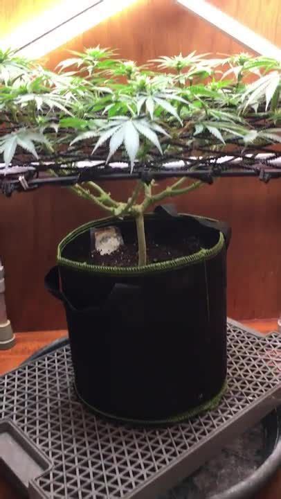 Bubble Runtz Cannabis Strain Information Growdiaries