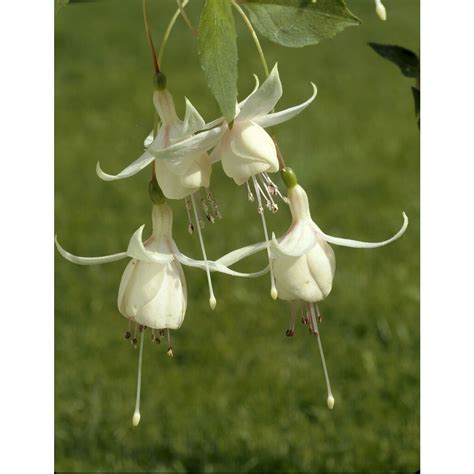 Fuchsia Harry Gray Double Flowered Trailing Fuchsia