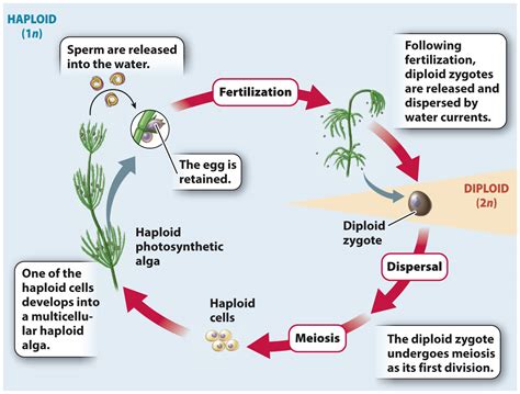 Chara Algae Life Cycle Reproduction In Algae 3 Types Of Reproduction