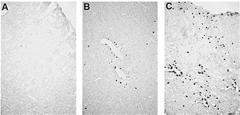 Detection Of Cells Containing Ig K Light Chain Mrna Nonradioactive In Download Scientific