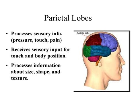 Braintastic A Stiles Original Production Ppt Download