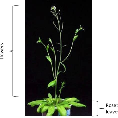 9 Time Series 3d Models Download Scientific Diagram