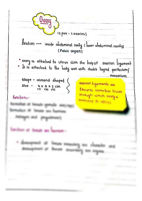 Solution Female Reproductive System Studypool