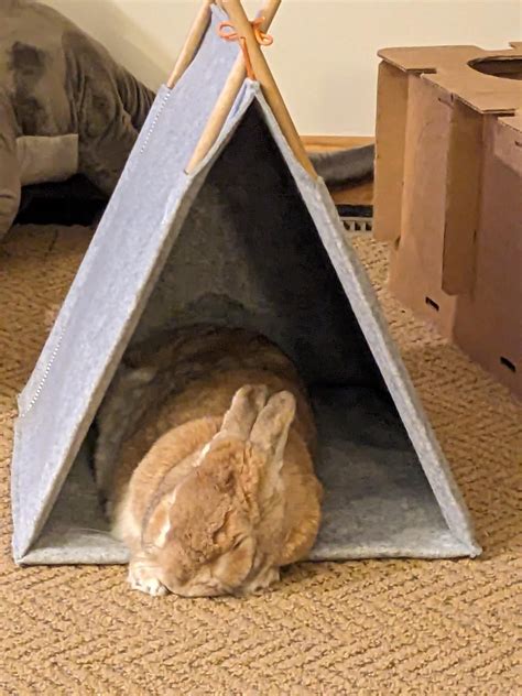 i think bigwig likes his new house r rabbits