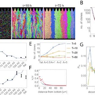 Computer model of the experiment A Simulation snapshots for í µí Download Scientific