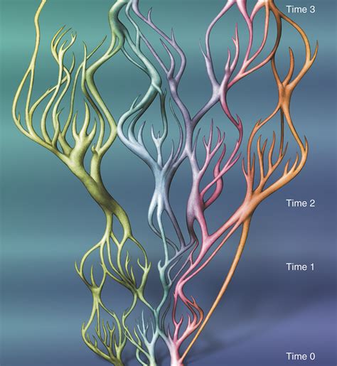 Corals Of The World