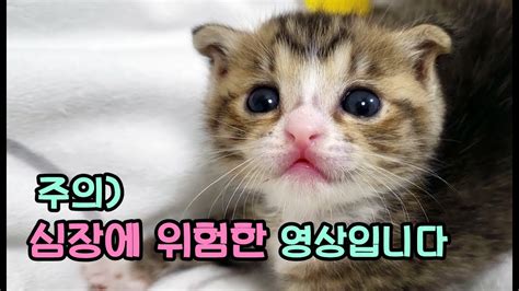 심장에 해롭지만 너~무 귀여워서 안 보면 후회합니다 Youtube