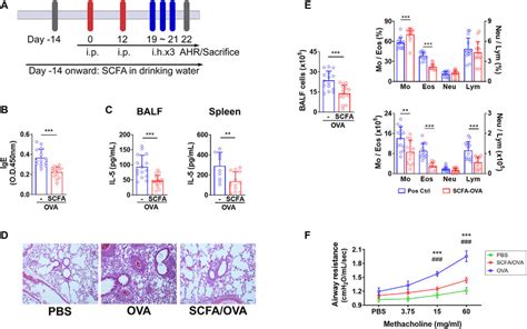 Alleviation Of Allergen Induced Acute Airway Inflammation By Scfas A