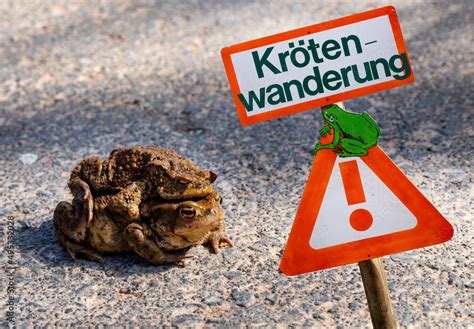 Two Mating Toads In Spring Warning Sign Frog Toad Migration And Save Frogs Traffic Sign