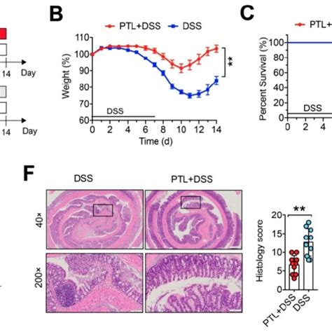 Ptl Treatment Ameliorated Dss Induced Experimental Colitis A To Download Scientific Diagram
