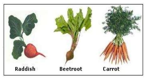 Morphology Of Flowering Plants Study Material For NEET AIPMT Medical Exams AskIITians