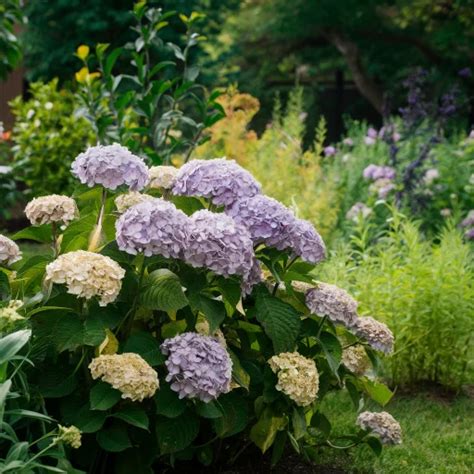 9 Common Problems With Hydrangeas And How To Fix Them Bluenose Blooms 9 Common Problems With Hydrangeas And How To Fix Them Bluenose Blooms