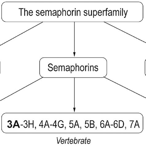 The Structure Of Semaphorin 3a And Its Receptors Nrp 1 And Class A Download Scientific Diagram