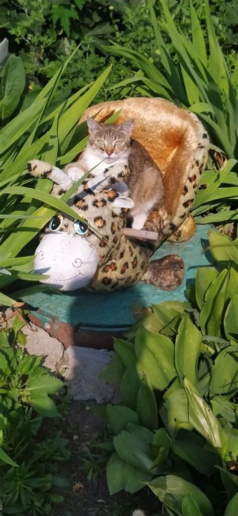 Котейка верхом | Пикабу
