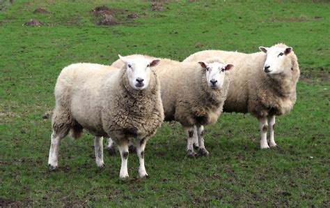 არა სისასტიკეს არა მსხვერპლშეწირვებს ილია Ii ის მოწოდებას საპატრიარქოსთან გააპროტესტებენ