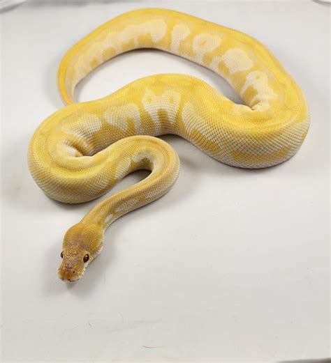 Mojave Bongo Pos Super Bongo Candy Ball Python By The Grey Seal