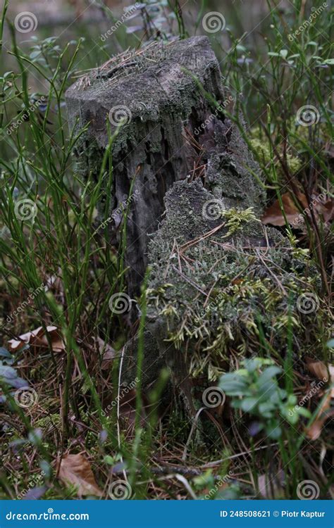 An Old Dying Tree Trunk As A Breeding Ground For New Plants Stock Image Image Of Park