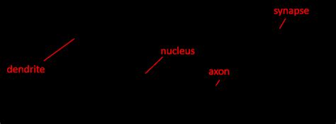 Neuron Structure A Is A Simplified Scheme Of A Biological Neuron Download Scientific