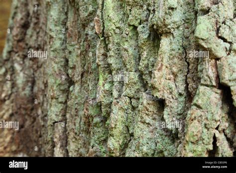 Green N Tree Bark Texture Background Stock Photo Alamy