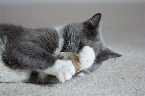 The Best Views Of What Does Catnip Look Like