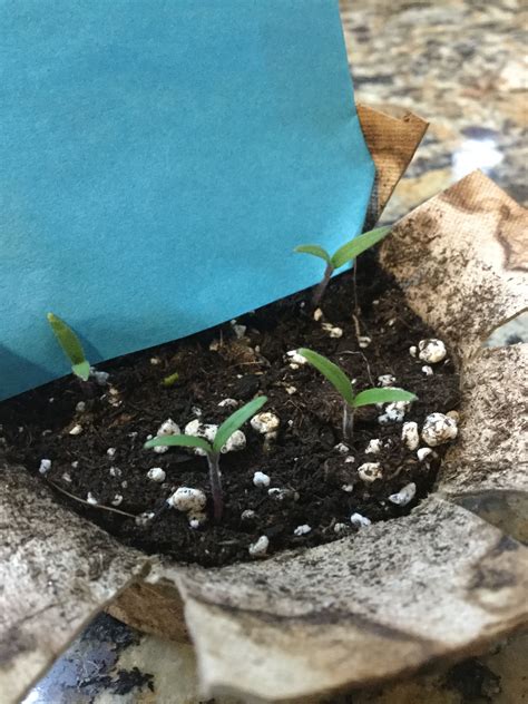 Pin By Robin Runck On Tiny Tom And Micro Tom Tomato Plants Plants Tomato Plants Tiny Toms