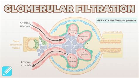 Glomerulus Filtration Diagram