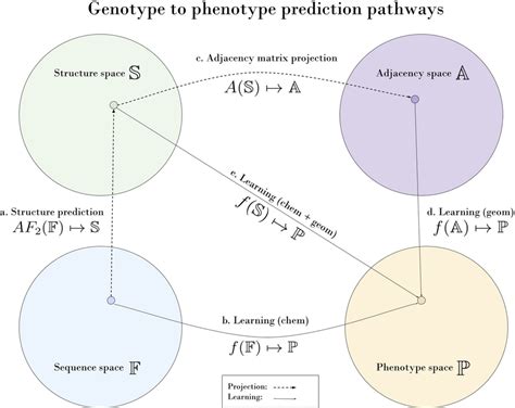 Sketch Of Protein Representations And Their Projections Sequence Space