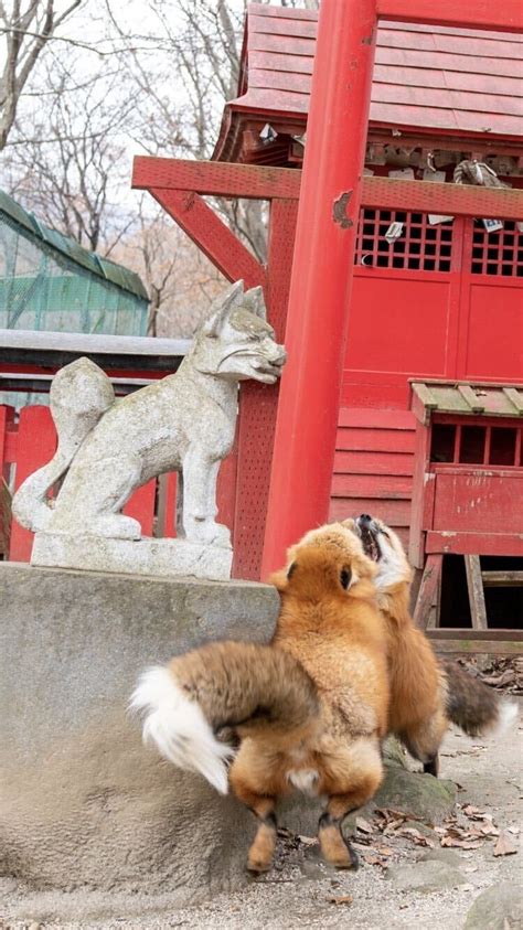 블루아카신사 앞에서 싸우는 두 여우들 유머 게시판