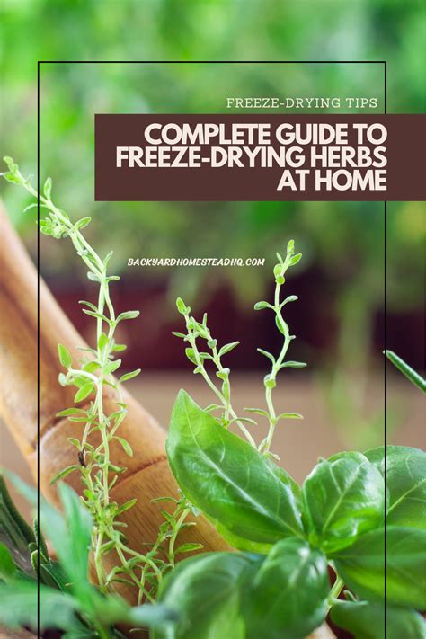 Complete Guide To Freeze Drying Herbs At Home Artofit