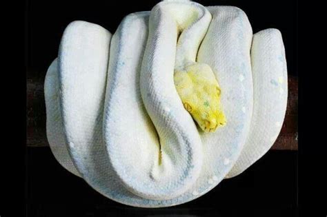 Nice Gtp Ball Python Morphs Ball Python Cool Snakes