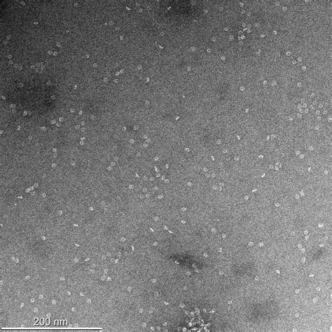 Assembly Architecture And Dna Binding Of The Bacteriophage P22