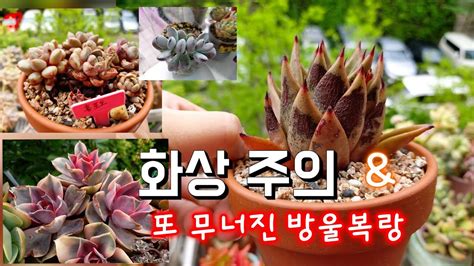 다육이 화상 주의 방울복랑은 또 죽었어요~ 다육이를부탁해 Youtube