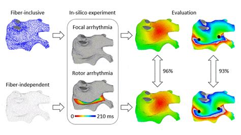 individualization of atrial tachycardia models for clinical