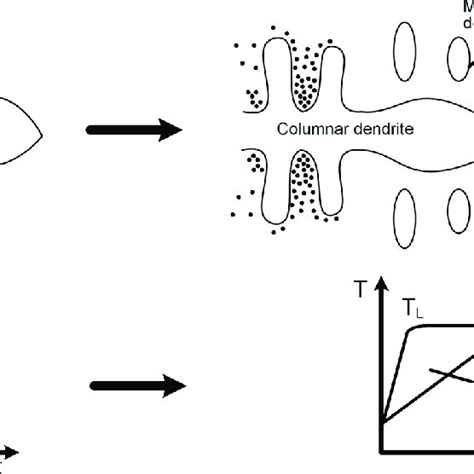 Schematic Diagram Of The Broken Up Of The Columnar Dendrite Download Scientific Diagram