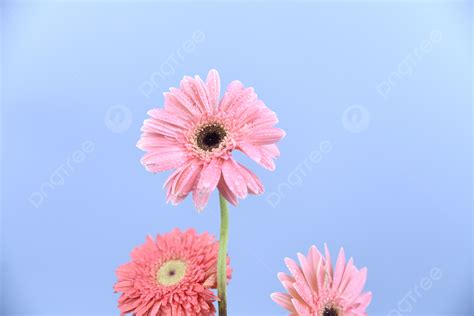 파란색 바탕에 3 개의 분홍색 거베라의 사진 분홍 거베라 파란색 배경 배경 일러스트 및 사진 무료 다운로드 Pngtree