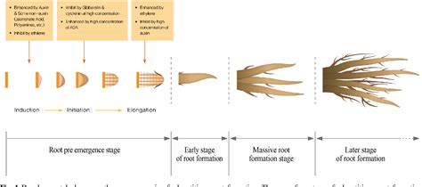 Figure 1 From Adventitious Root Culture For Secondary Metabolite Production In Medicinal Plants
