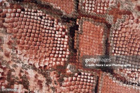 Rough Scale Python Fotografías E Imágenes De Stock Getty Images