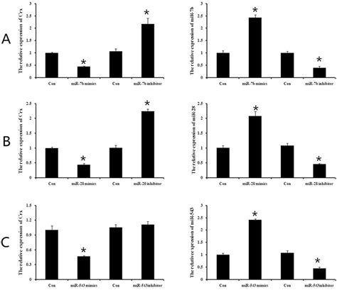 Three Of The Mirnas Identified By Bioinformatics As Crx Targeting