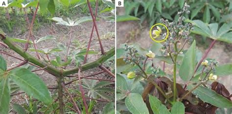 Effect Of Pruning In Flower Inducing A Without Pruning B After Download Scientific